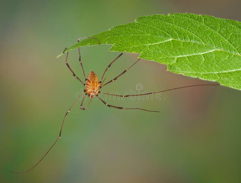 Daddy Long Legs Hanging from Leaf Stock Image - Image of predator ...