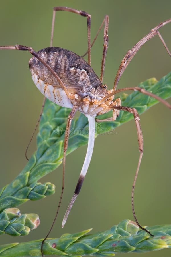 Daddy Long Legs Laying Eggs Stock Image - Image of predator, long: 3791585