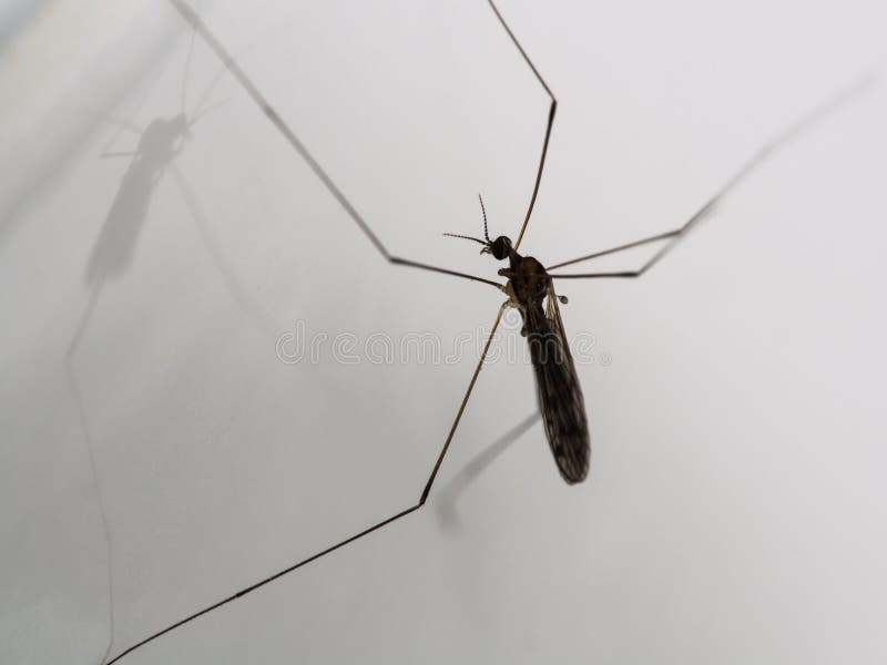 Daddy long legs, mosquito stock photo. Image of black - 24991414