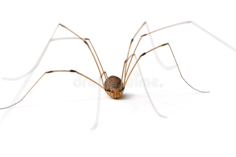 Daddy Long Legs Spider stock image. Image of isolated - 16256377