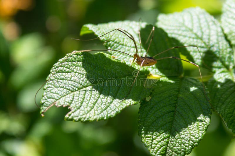 Daddy Long Legs Spider stock image. Image of opilio, nature - 42805371