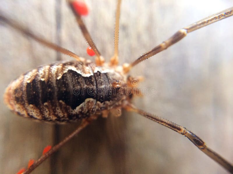 Daddy Long Legs Spider Sitting on the Wooden Floor Stock Image - Image ...