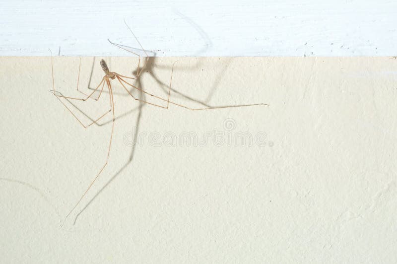 Daddy Long Legs Spider on Wall Stock Image - Image of pholcus, resident ...
