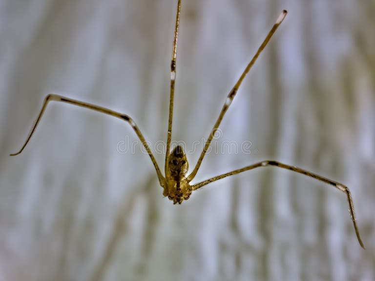 Daddy S Long-legged Spider (Pholcus Phalangioides) or Long-bodied Barn ...