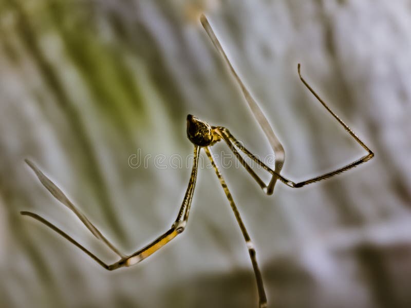 Daddy S Long-legged Spider (Pholcus Phalangioides) or Long-bodied Barn ...
