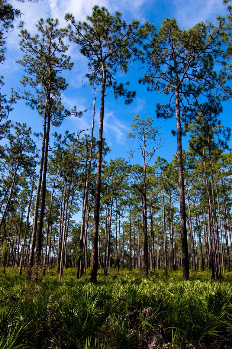 3,426 Dade Phot Stock Photos - Free & Royalty-Free Stock Photos from ...