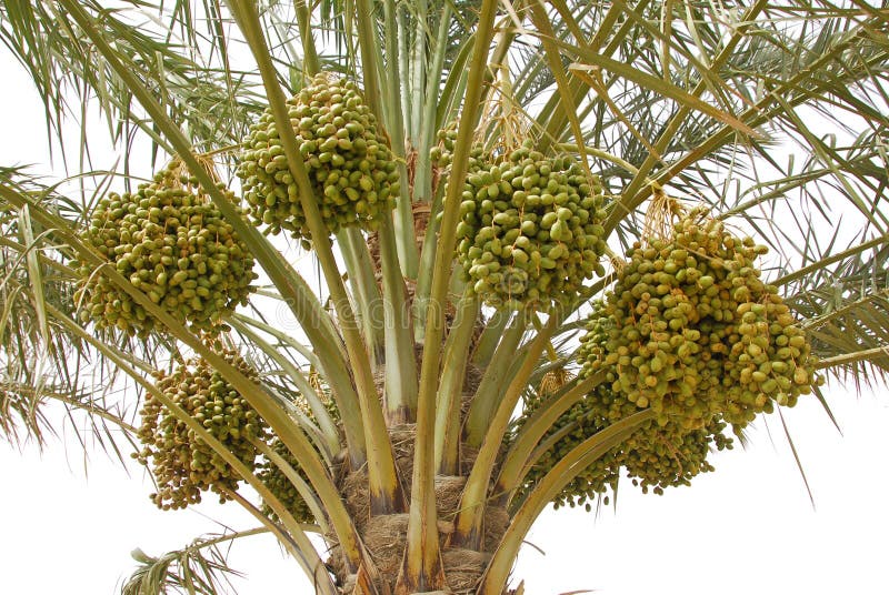 Dadelpalm stock afbeelding. Image of blad, emiraten, bruin - 5459973