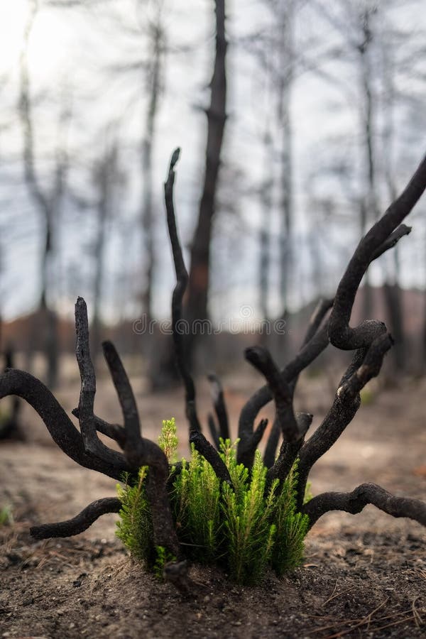 328 Reborn Fire Stock Photos - Free & Royalty-Free Stock Photos from ...