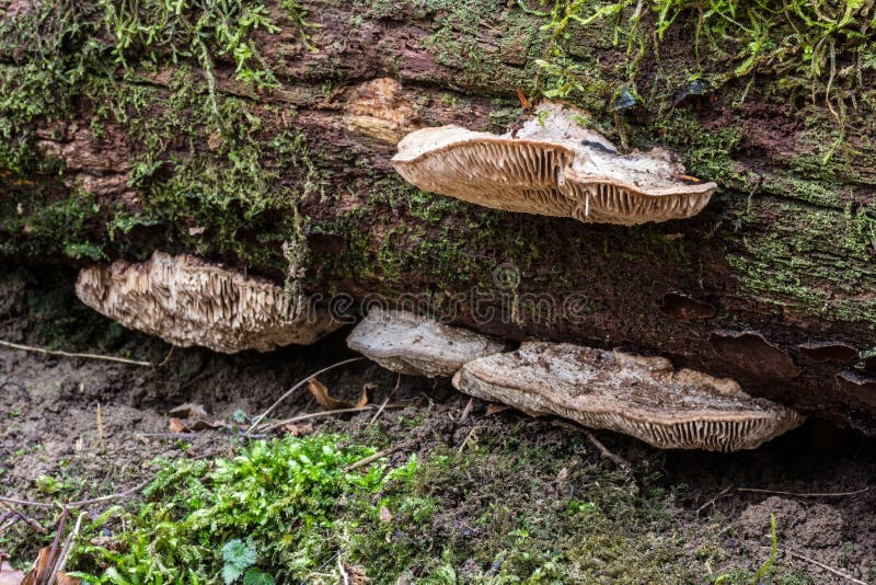Daedalea Quercina, Commonly Known As The Oak Mazegill Or Maze-gill ...