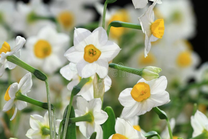 A Daffodi Isolated on a Natre Back Ground Stock Photo - Image of white ...