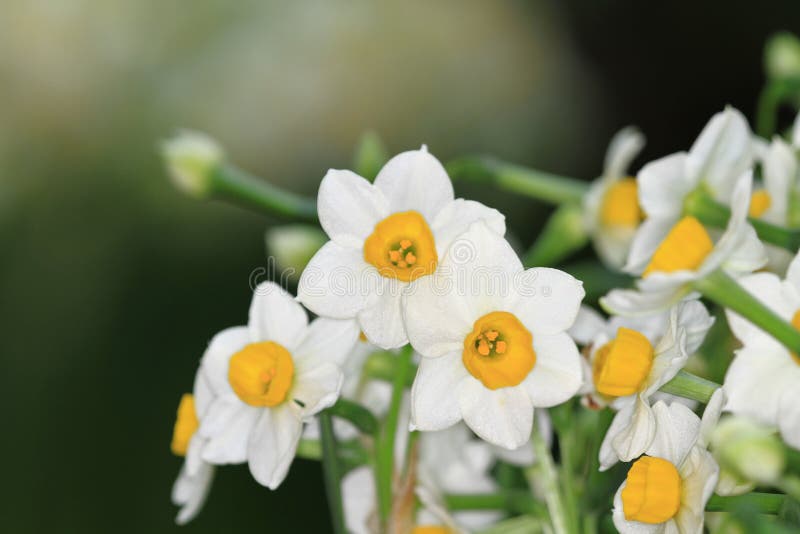 A Daffodi Isolated on a Natre Back Ground Stock Image - Image of ...