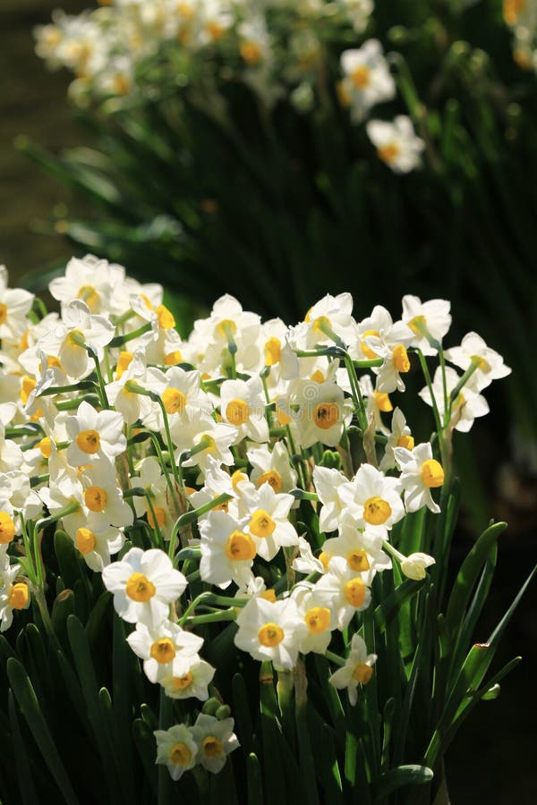 A Daffodi Isolated on a Natre Back Ground Stock Image - Image of plant ...