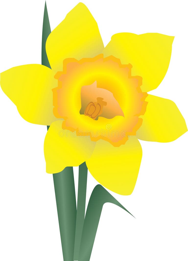 Daffodil Drawing Stock Illustrations – 10,011 Daffodil Drawing Stock ...