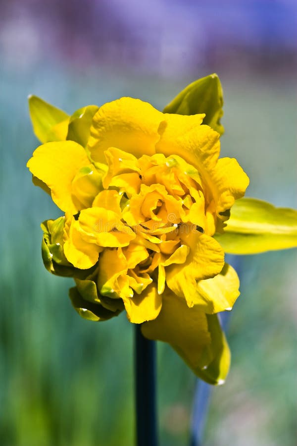 Daffodil stock image. Image of bloom, colourful, nature - 13554807