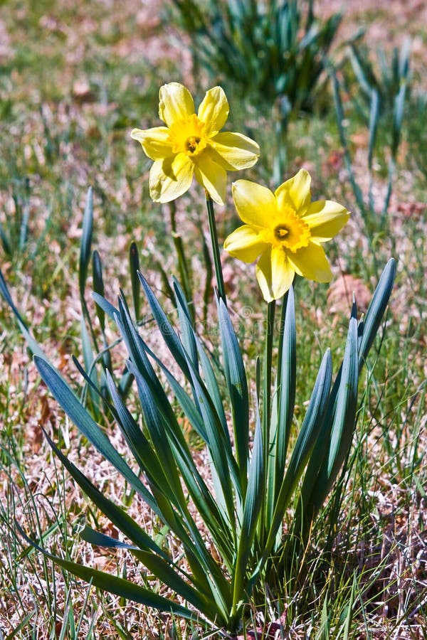 Daffodil stock photo. Image of early, garden, natural - 13555236