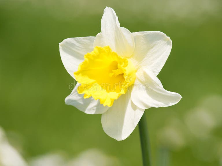 4,301 Single Daffodil Stock Photos - Free & Royalty-Free Stock Photos ...