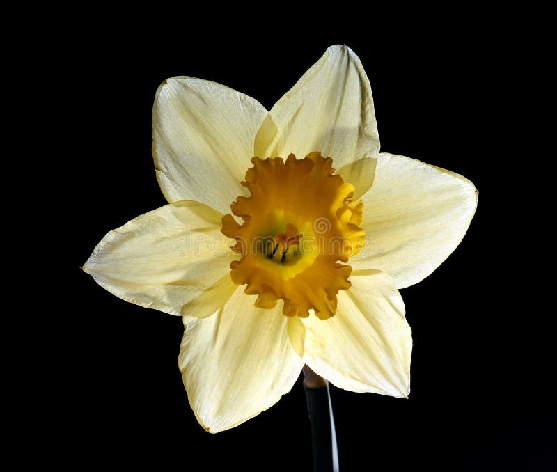 Daffodil stock image. Image of flower, daffodil, easterntime - 689671