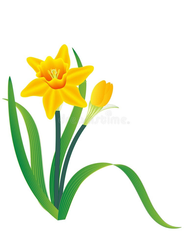 Daffodil Clip Art Stock Illustrations – 1,404 Daffodil Clip Art Stock ...