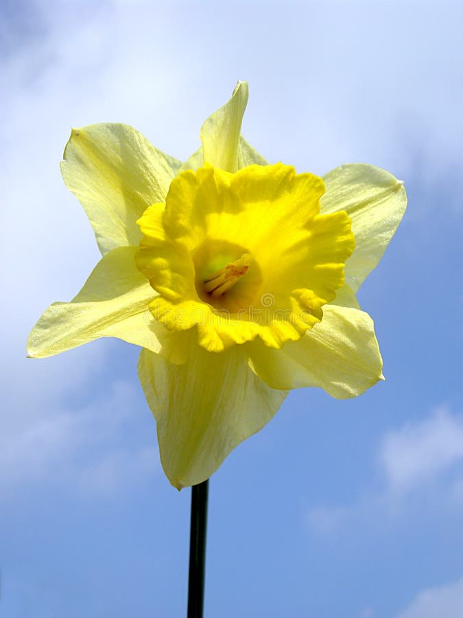 Daffodil stock image. Image of floral, outdoors, grow, daffodils - 95377