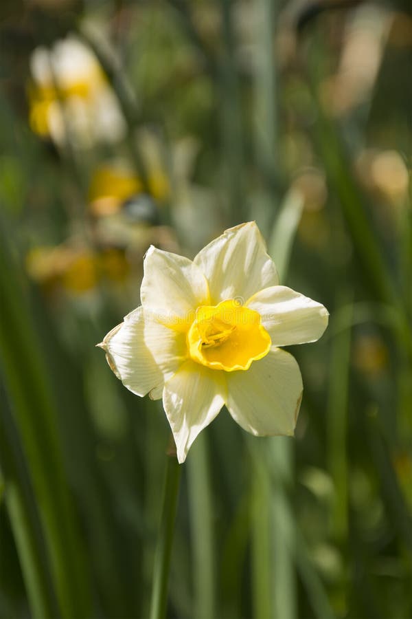 Daffodil stock photo. Image of garden, greenery, closeup - 50820108