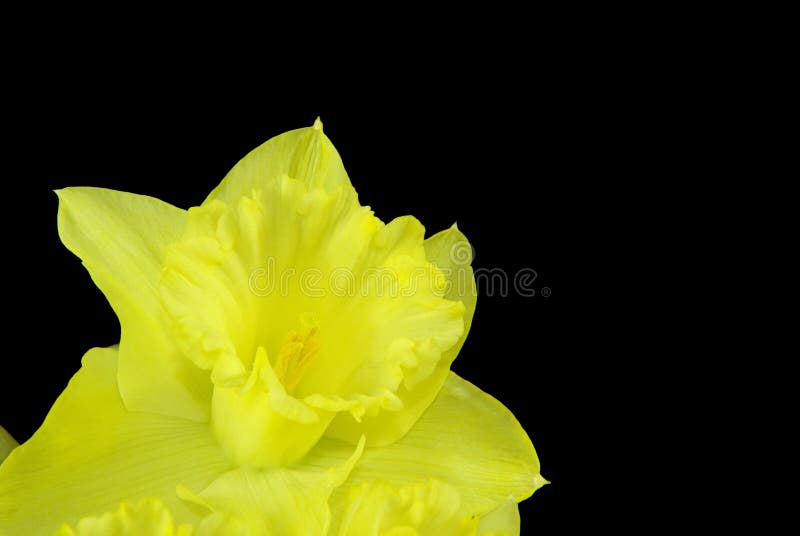 Daffodil on black stock photo. Image of plant, bloom - 11404342