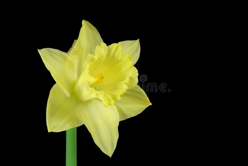 Daffodil stock photo. Image of outdoor, bloom, seasonal - 7650482