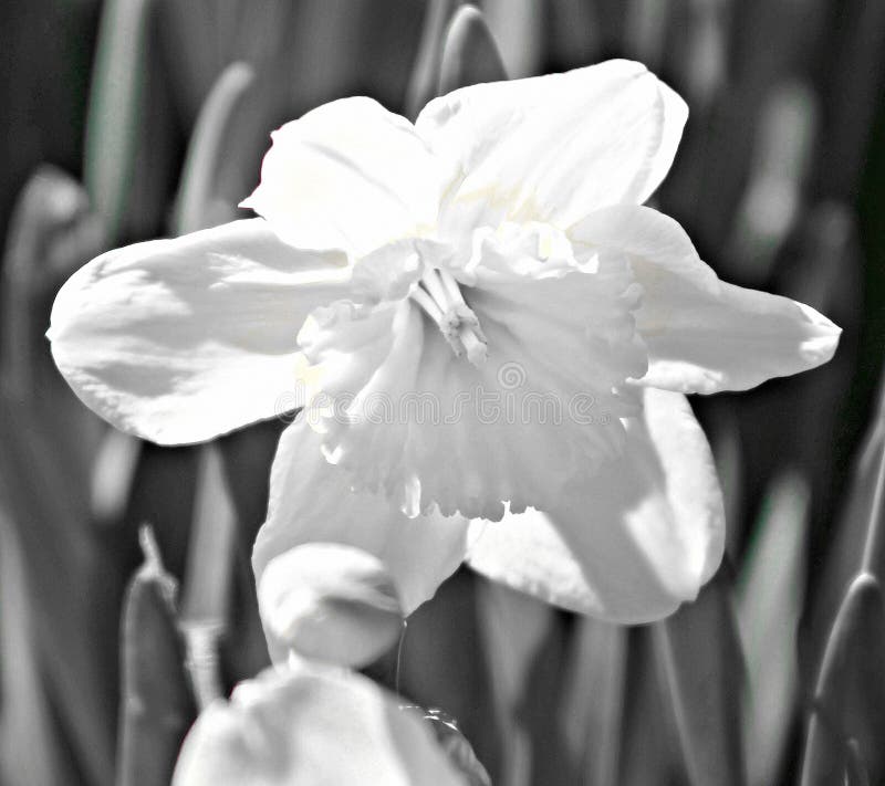 Daffodil stock image. Image of daffodil, leaves, black - 52324749