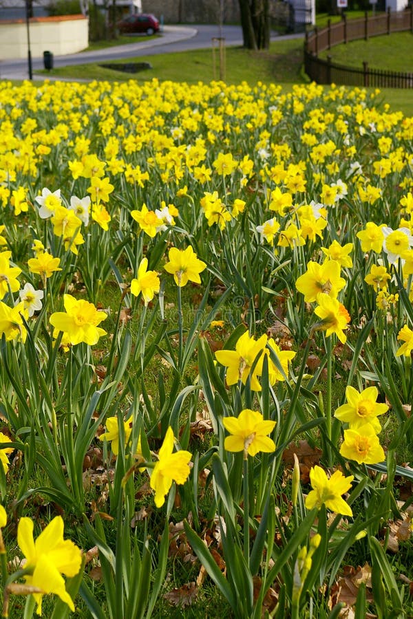 Daffodil bloom stock photo. Image of orange, plastic - 66042410