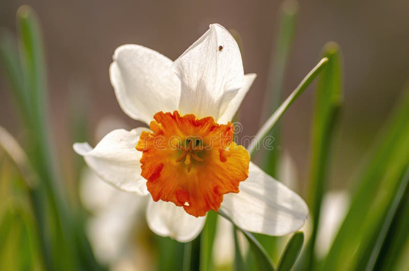 One Daffodil Bloom in a Garden Stock Photo - Image of blooming, biology ...