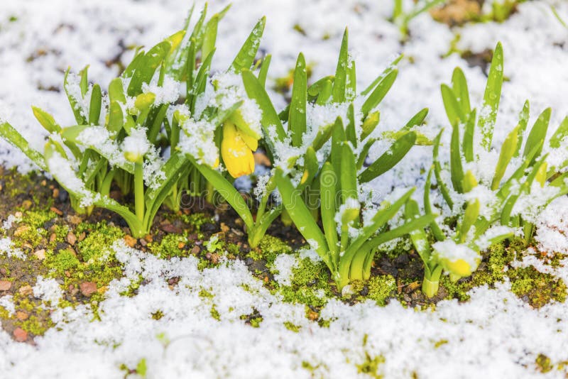 Daffodil Blooming Through The Snow Stock Photo - Image of narcissus ...