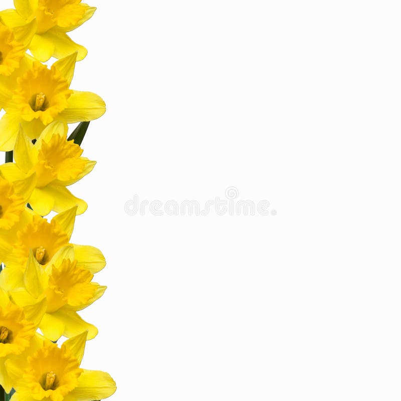 Daffodil Border stock photo. Image of texture, decorative - 692656