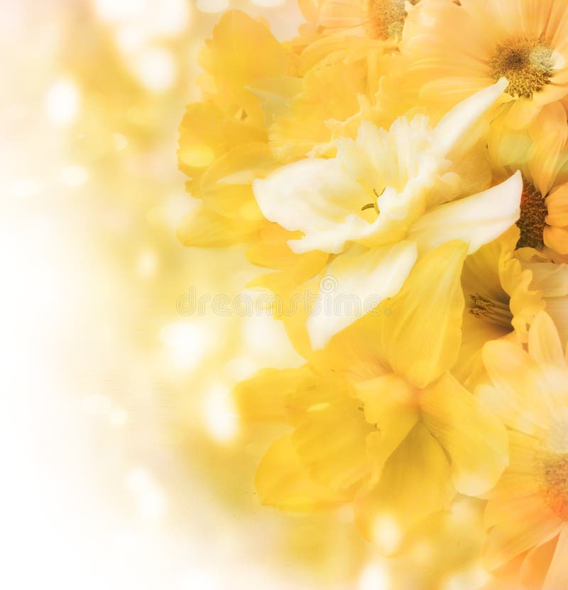 Daffodil in a bouquet stock image. Image of arrangement - 38638533
