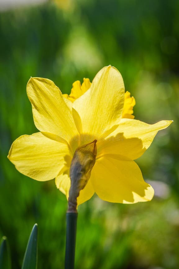 Daffodil in Bright Sunlight Stock Image - Image of natural, flower ...