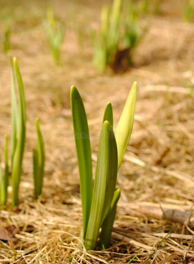 Daffodil bud stock image. Image of outdoors, nature, spring - 22308303