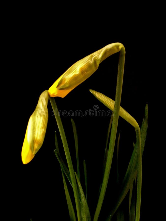 Daffodil Buds on Black stock image. Image of spring, daffadowndilly ...