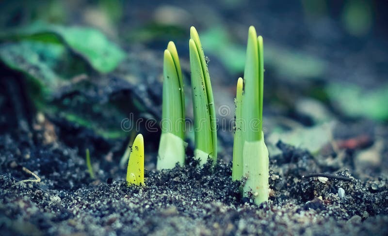 Bulbs Sprouting from Underground Out of Mulch in Spring Stock Photo ...