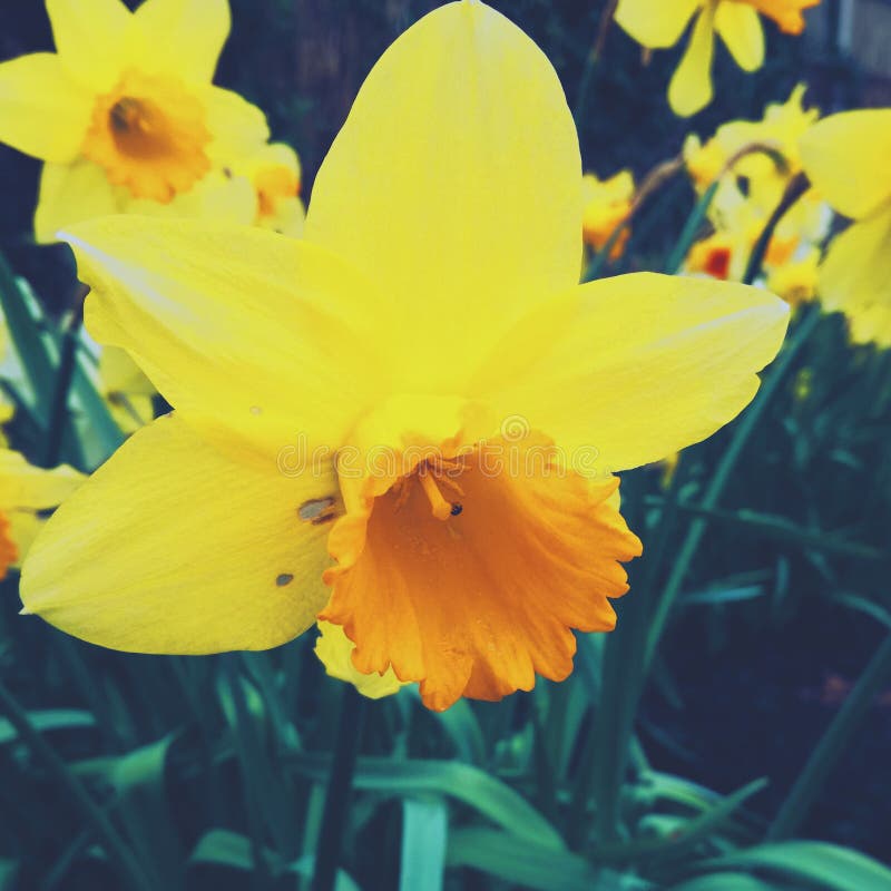 Daffodil close up stock image. Image of blossom, sunflower - 193115703