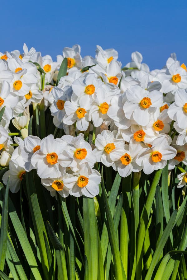 Daffodil close up stock photo. Image of beautiful, narciss - 39791270