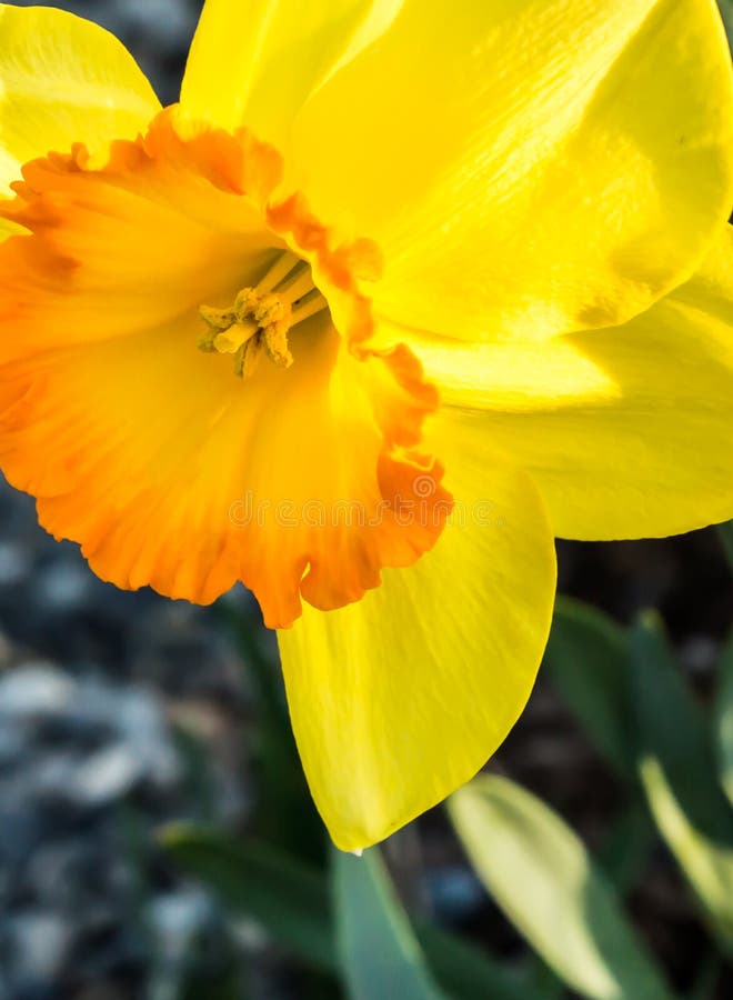 Daffodil Close Up View stock image. Image of blossom - 31929737