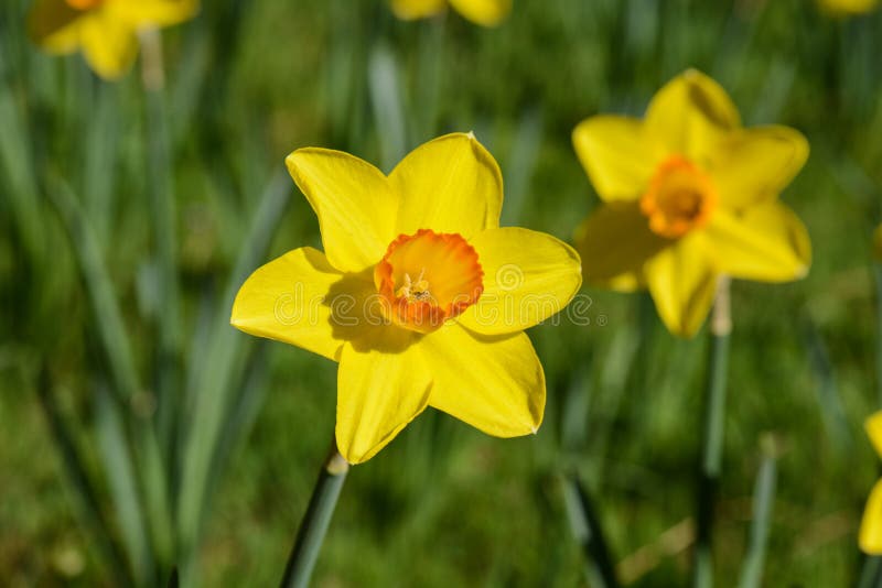 Daffodil stock photo. Image of early, garden, natural - 13555236