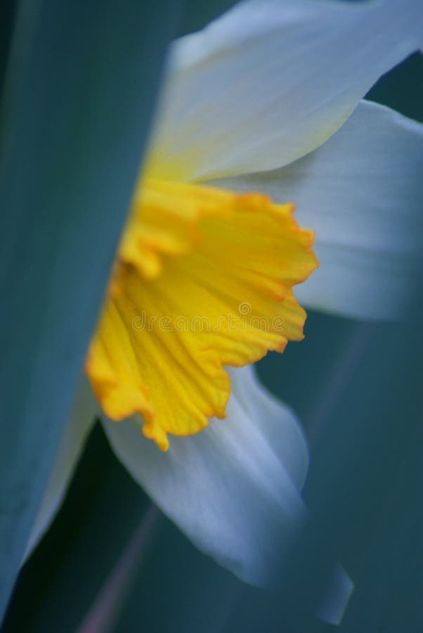 Daffodil stock image. Image of daffodil, april, spathe - 175096185