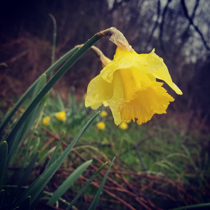 The daffodil in distress stock photo. Image of grass - 179162864