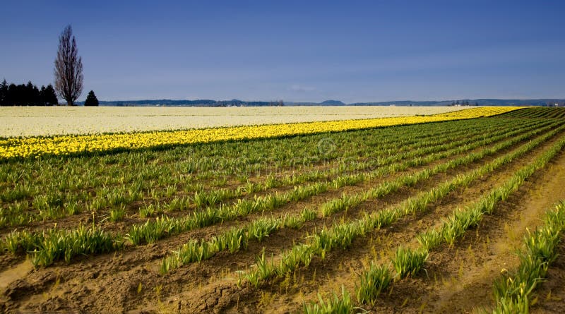 Daffodil Farm stock photo. Image of white, land, agriculture - 7581394
