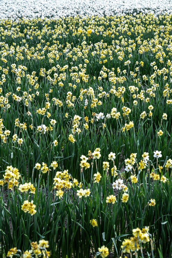 Daffodil Field in Spring, WA Stock Image - Image of manycolored ...