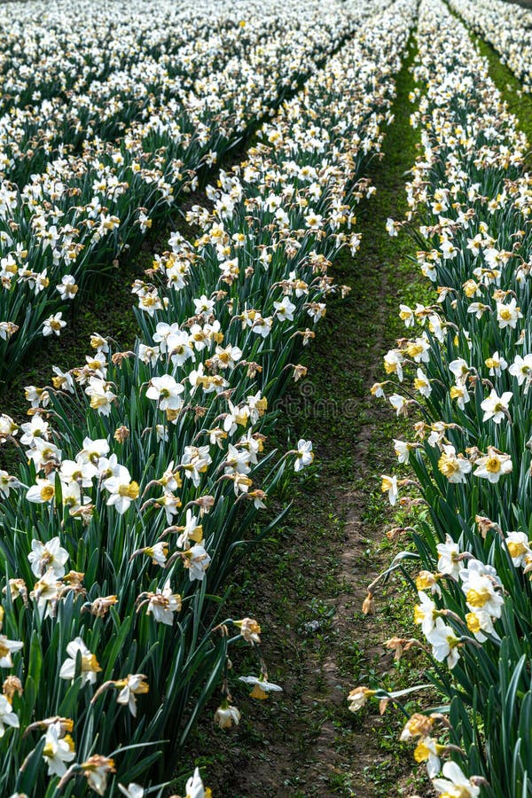 Daffodil Field in Spring, WA Stock Photo - Image of florist, delicate ...