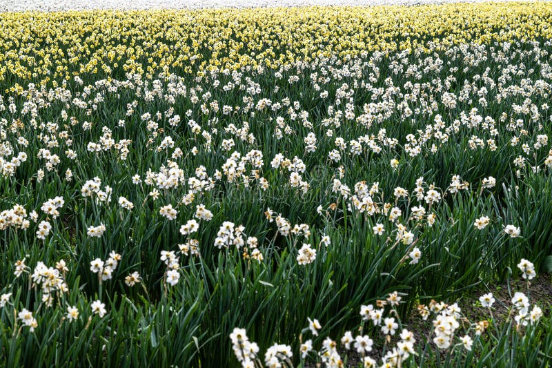 Daffodil Field in Spring, WA Stock Image - Image of yellow, bokeh ...