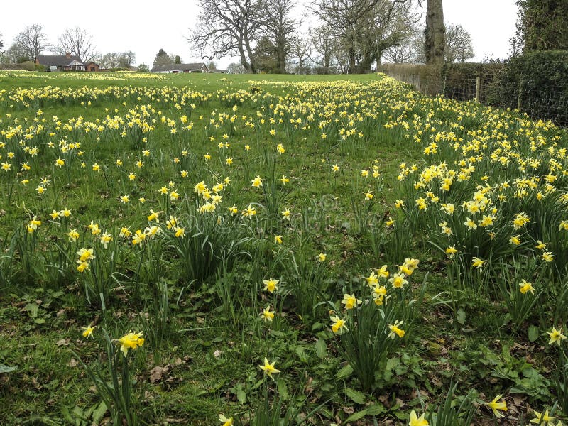 Daffodil Fields in Dymock Gloucestershire England Stock Photo - Image ...