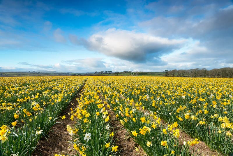 Daffodil Fields stock image. Image of bulb, cornwall - 53427217