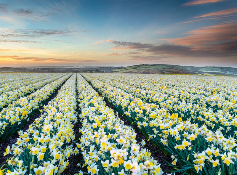 Daffodil Fields stock photo. Image of setting, nature - 39247942