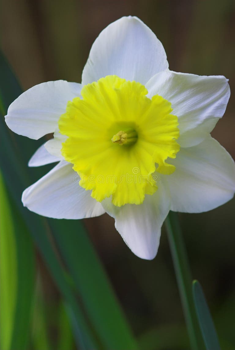 2,157 Daffodil Colors Stock Photos - Free & Royalty-Free Stock Photos ...